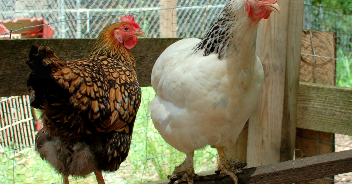 EmbraceRace | The Color Of Chicken